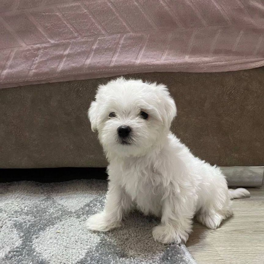 Щенки Мальтезе