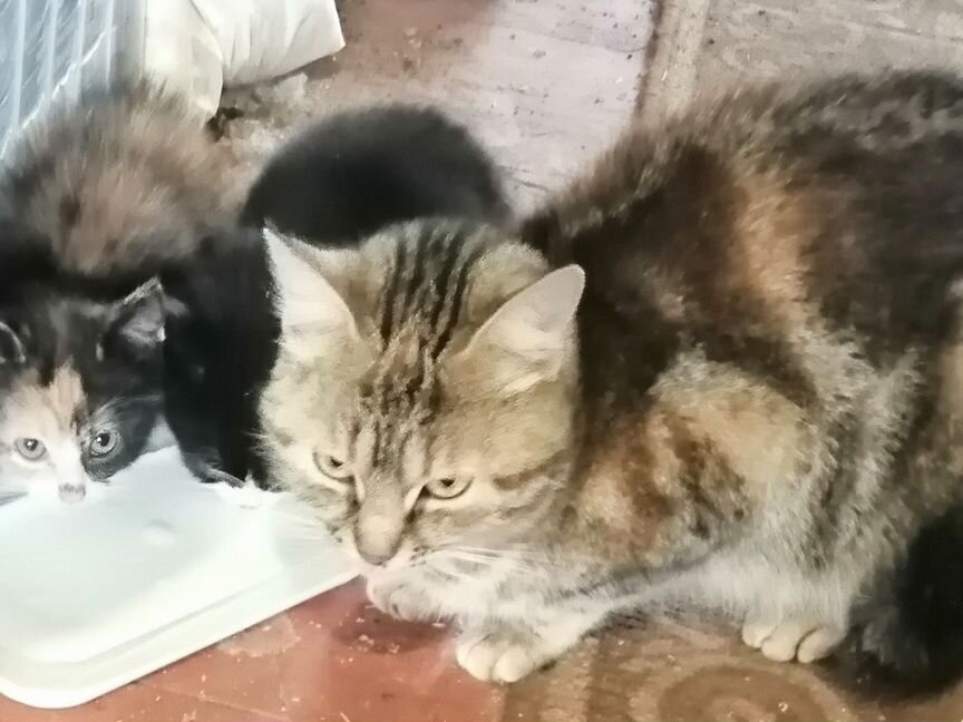 Кошка