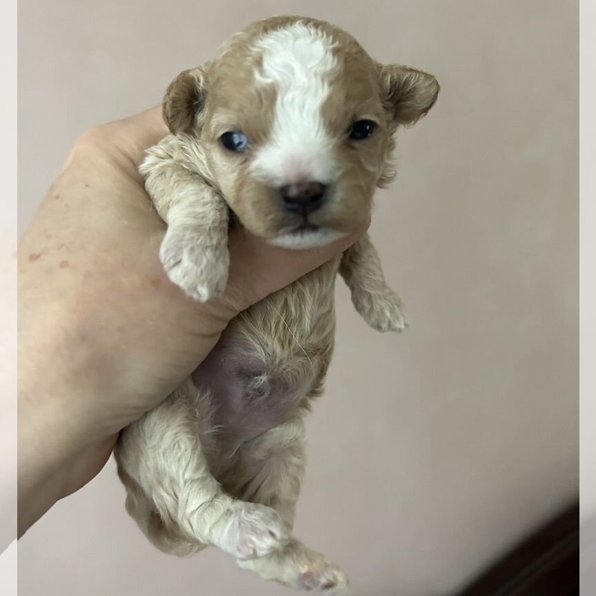 Мальтипу, щенок