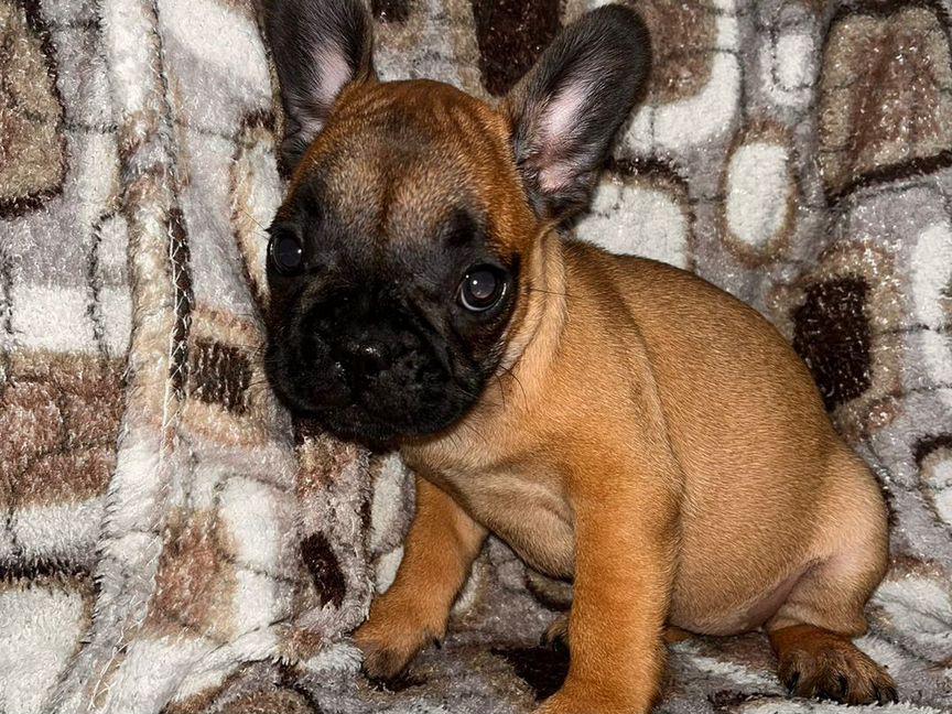 Французский бульдог щенки