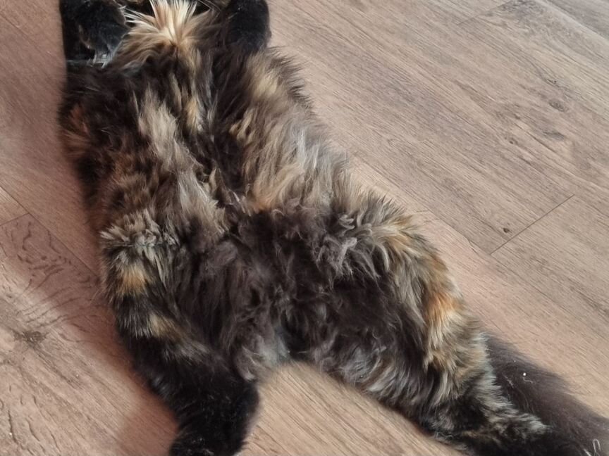 Ищем жениха,голубого окраса с прямыми ушами