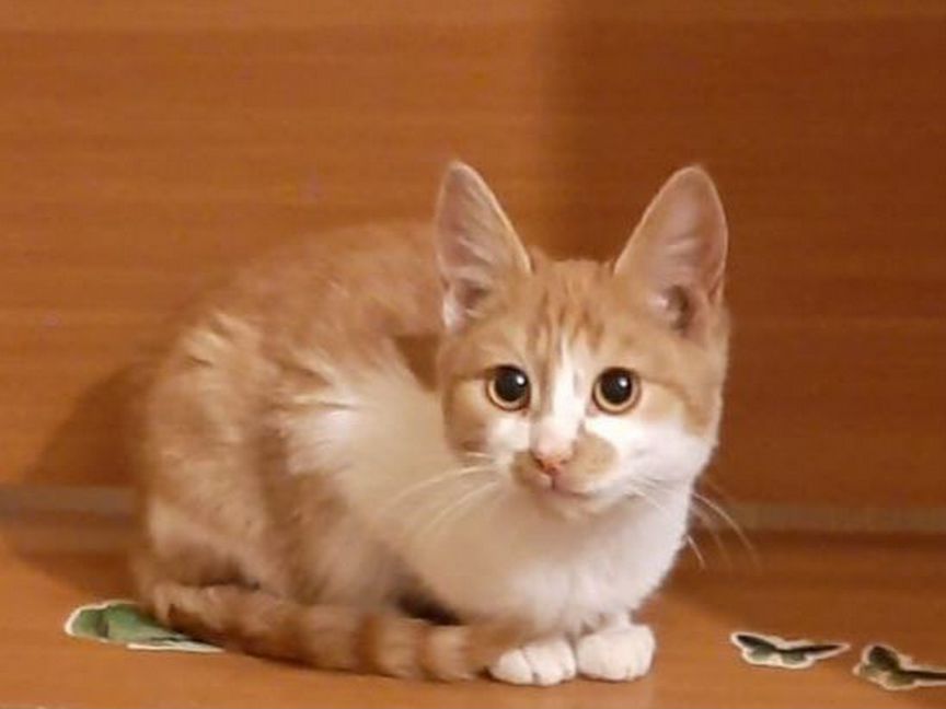 Рыжий котенок-девочка, 4 месяца