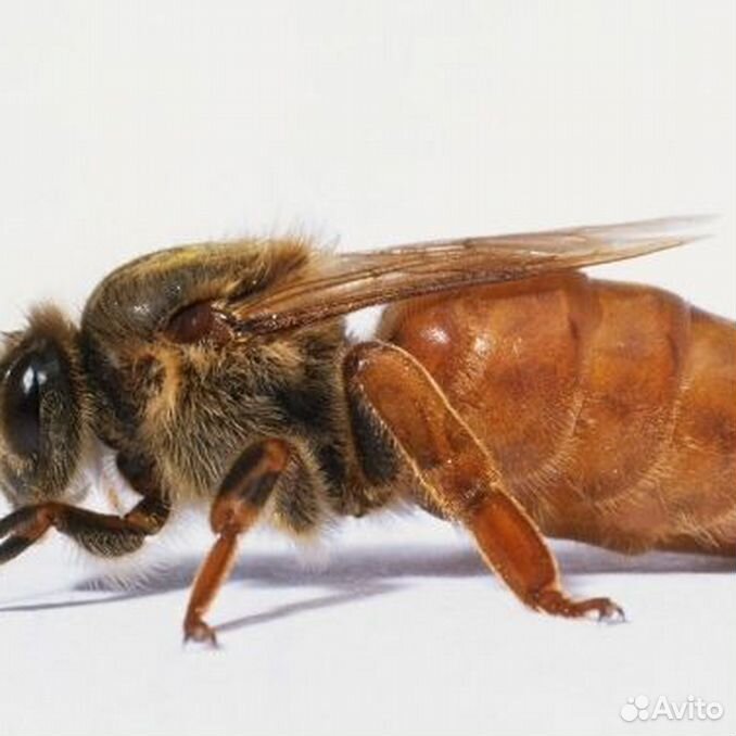 Матки бакфаст