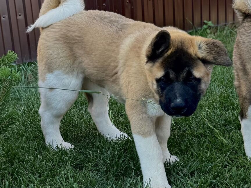 Щенок американской американской акиты (мальчик)