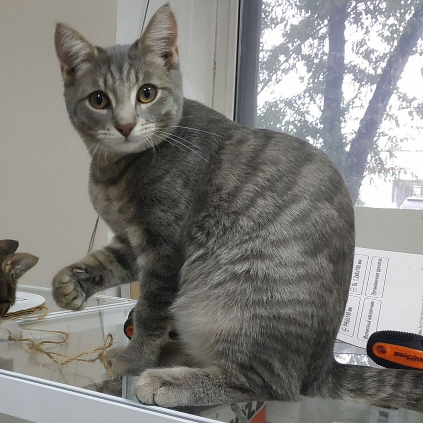 Котик Илюша ищет свою семью