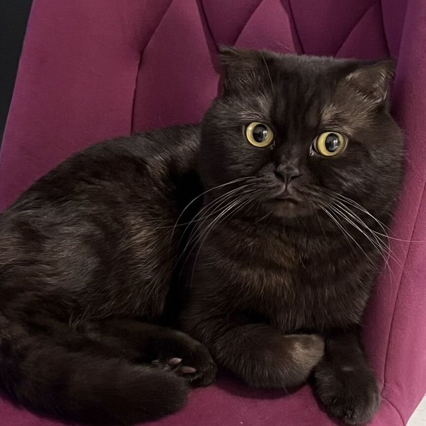 Шотландец кот