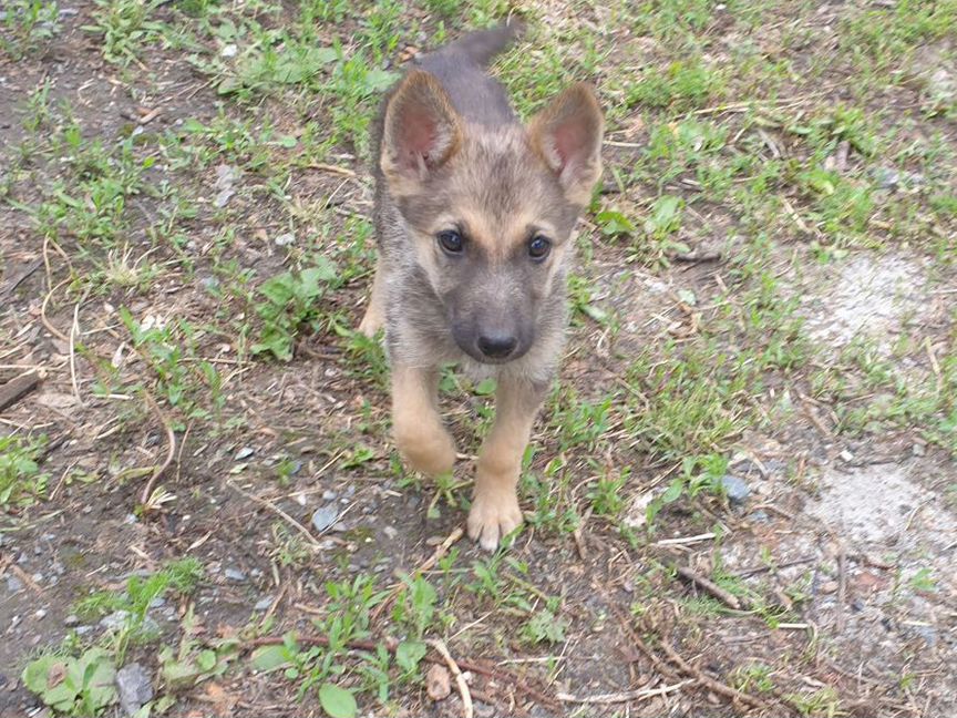 Щенки двортерьеры