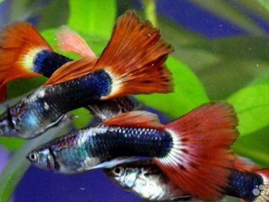Гуппи берлинские