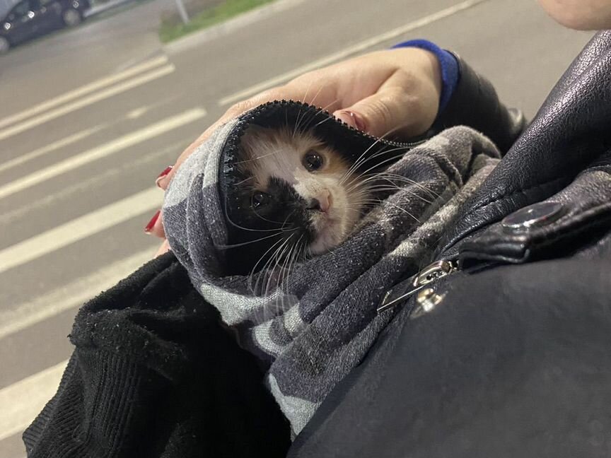 Кошечка 2 месяца черепашка