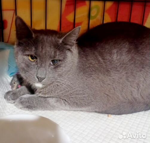 Голубой котик молодой кастрирован