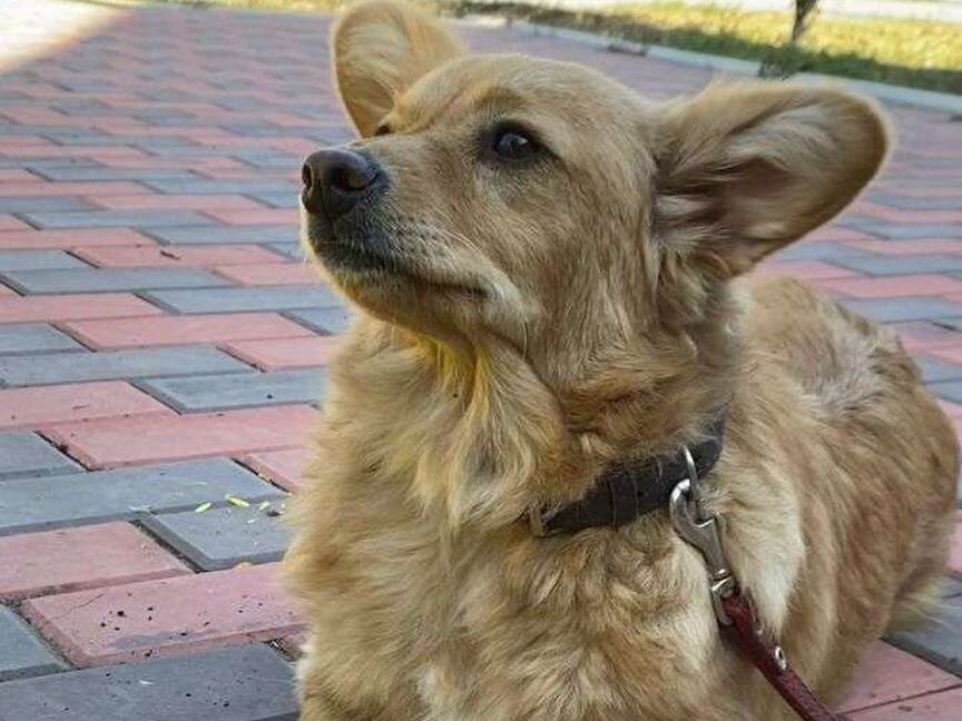 Рикки и Чикки