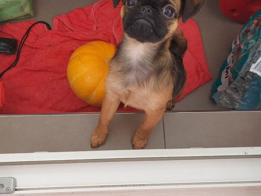 Щенки пти брабансона