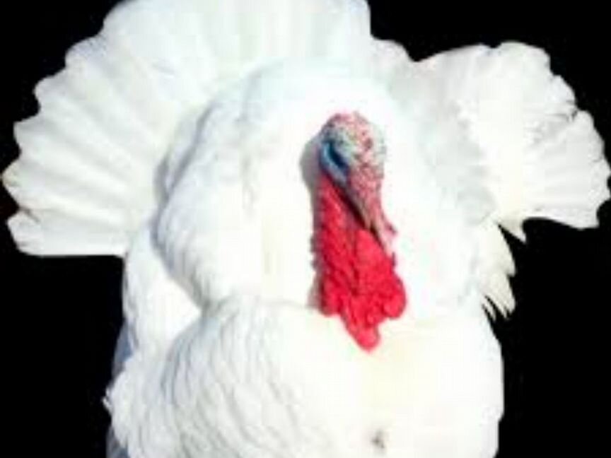 Продам индейку