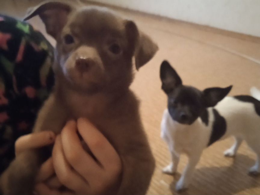 Девочка метис чихуахуа