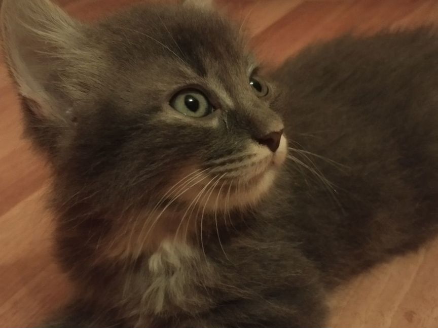 Котëнок бесплатно