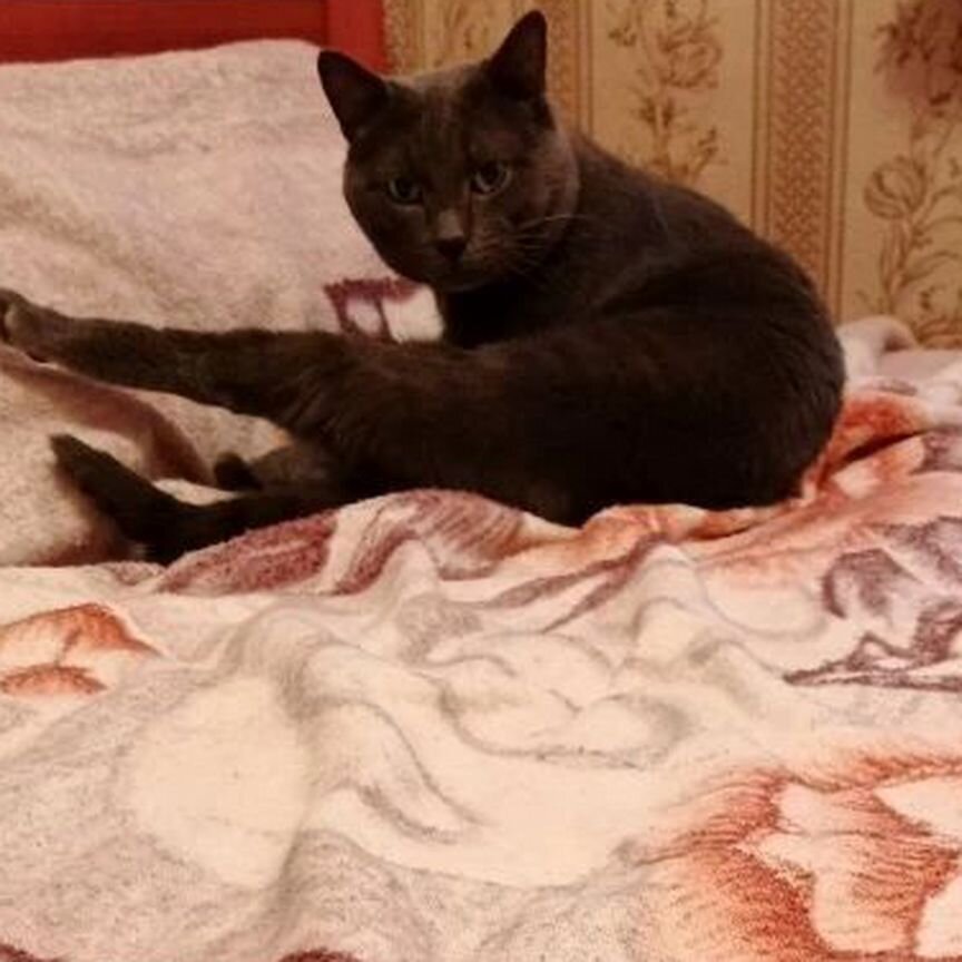 Взрослый кот в добрые руки