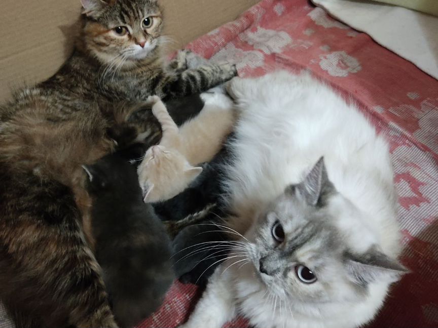 От сибирской кошечки