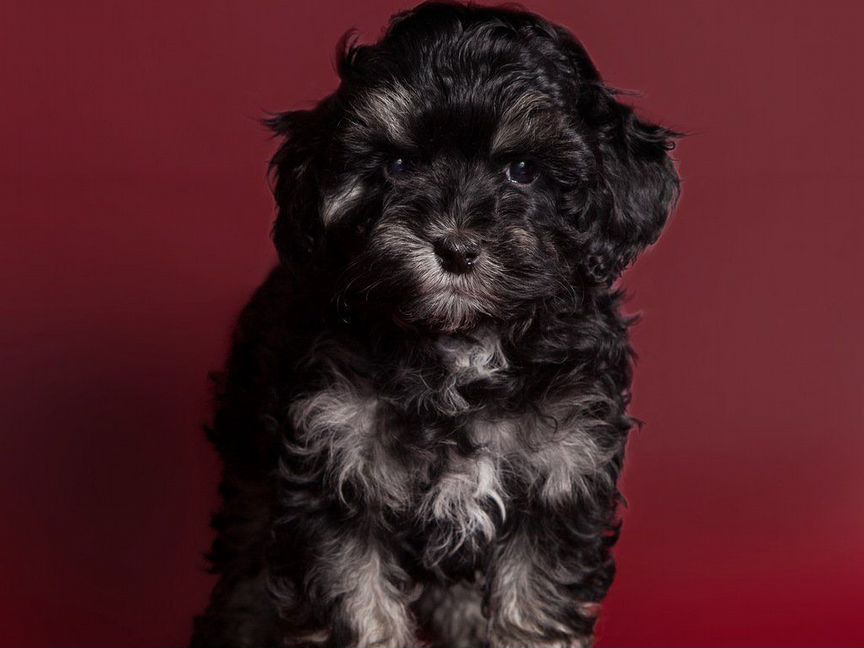 Фантом Мальтипу f1