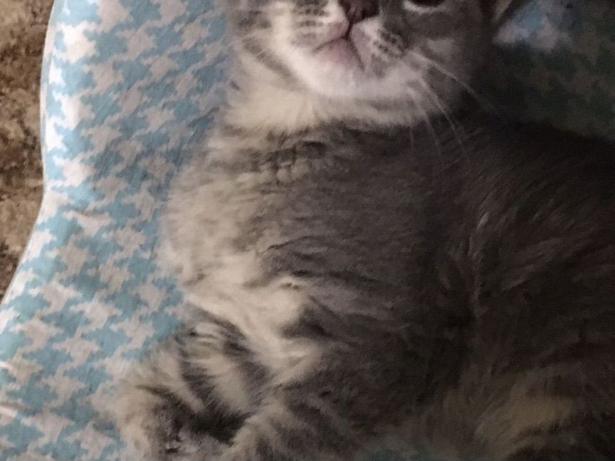 Малюсенький котик