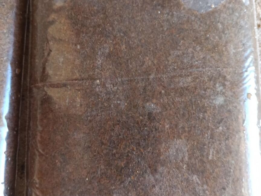 Артемия замороженная