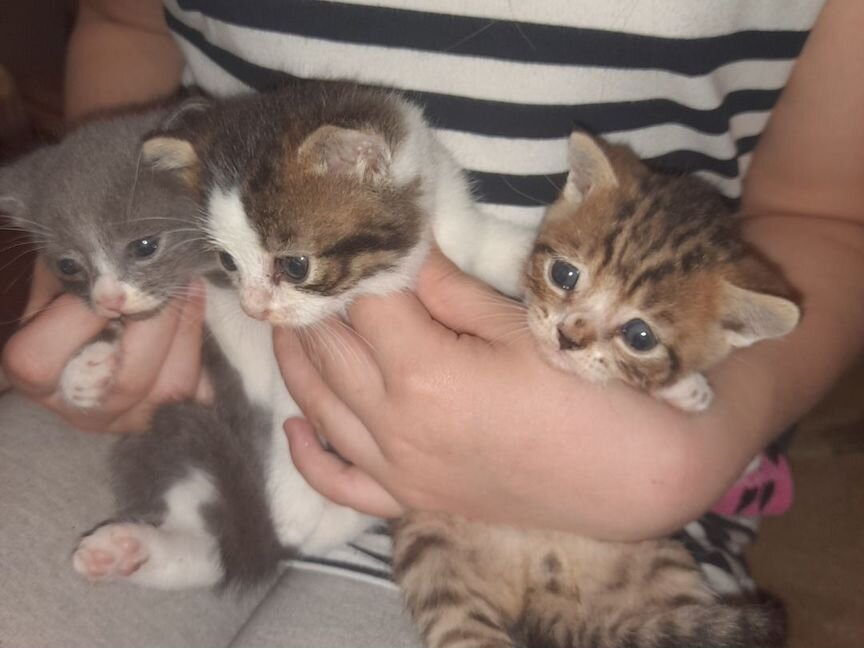Котята от вислоухой мамочки