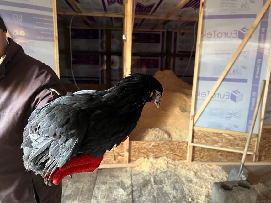 Чешский доминант DS-902