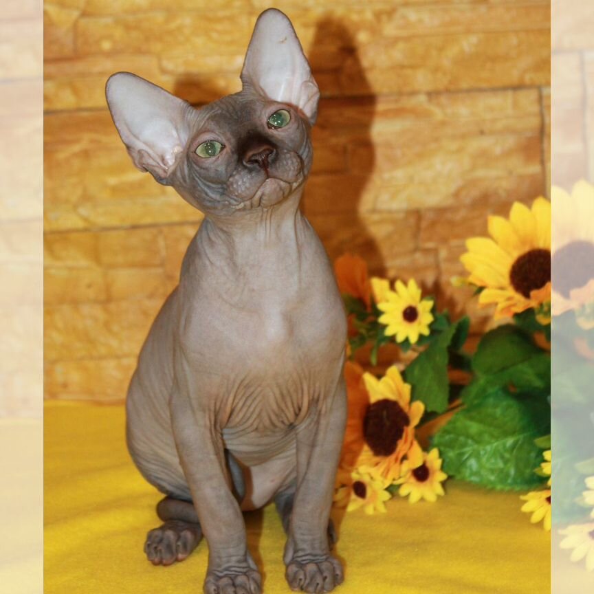 Шоколадный мальчик в разведение