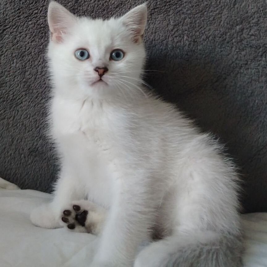 Шотландский прямоухий длинношёрстный котёнок