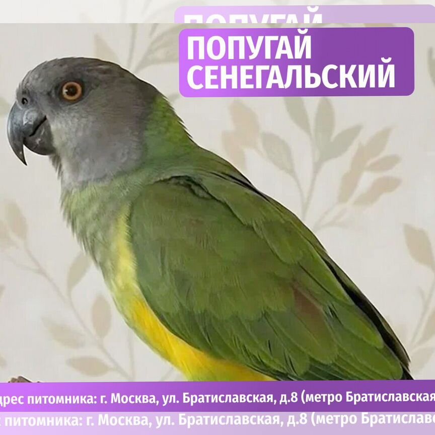 Попугай Сенегальский