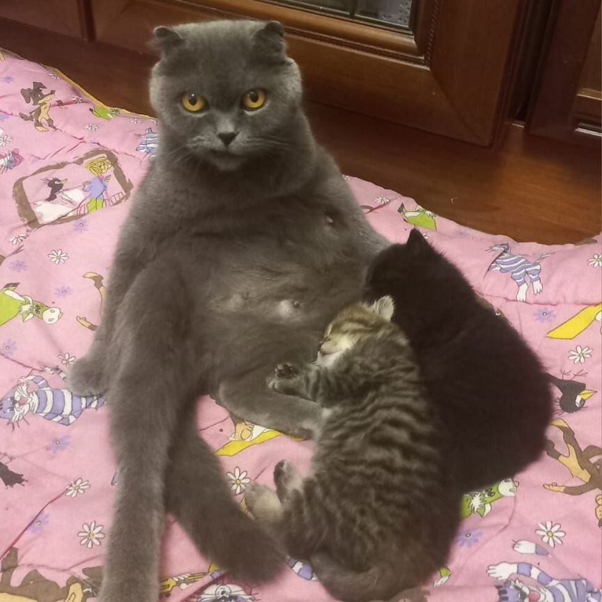 Шотландские котята