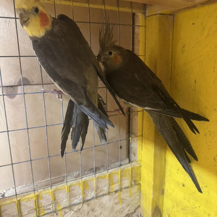 Попугаи пара Карелы