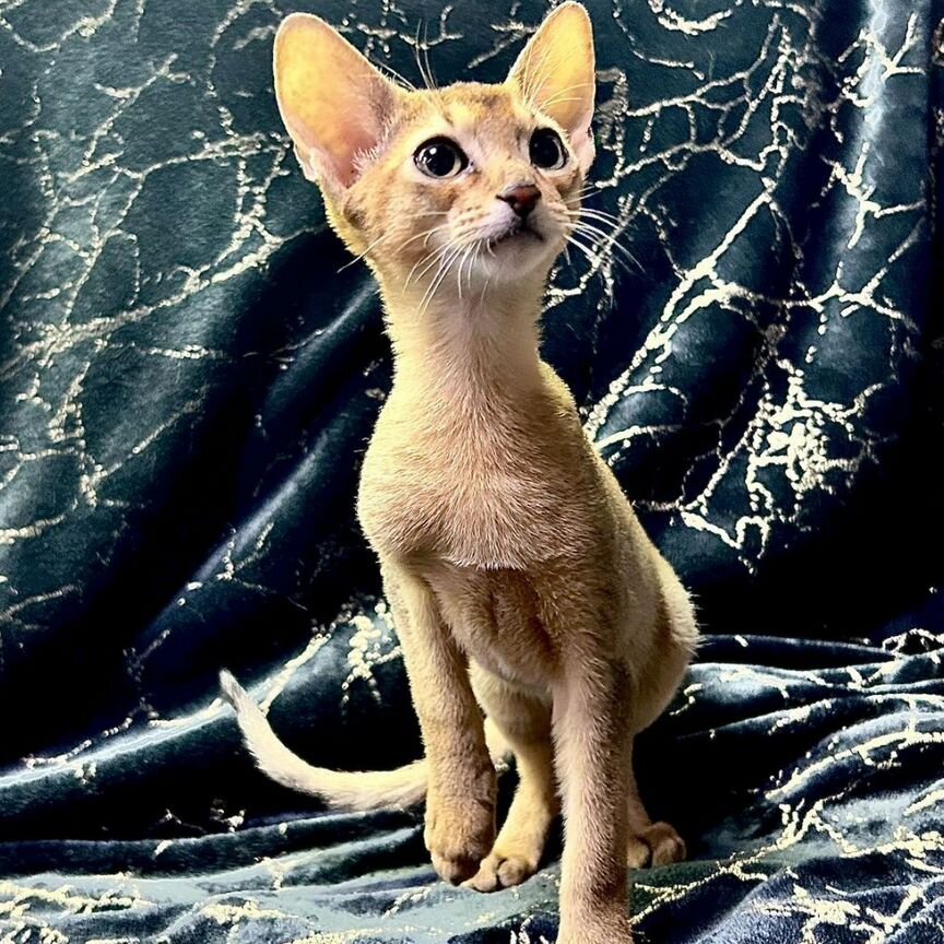 Абиссинский красавиц