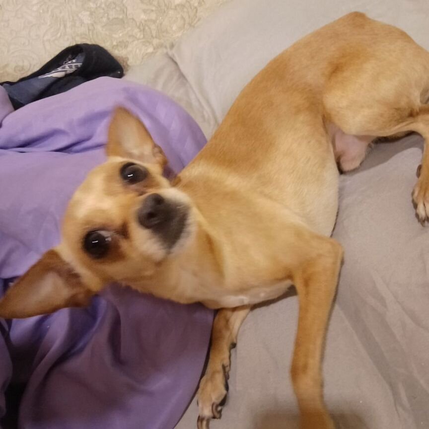 Русский той-терьер, взрослый пёс