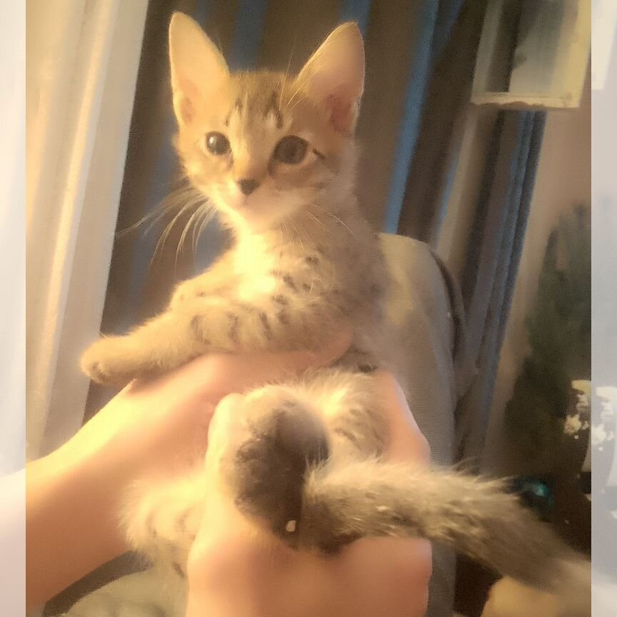 Котят выкинули алкаши в подъезд