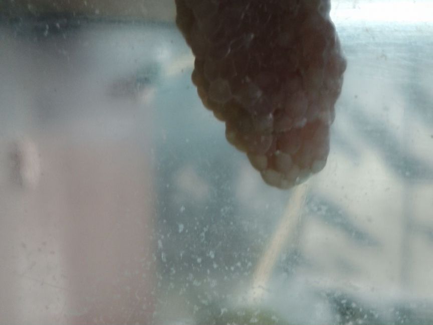 Икра ампулярий