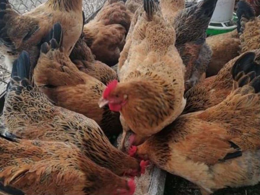 Куры Кучинская Юбилейная