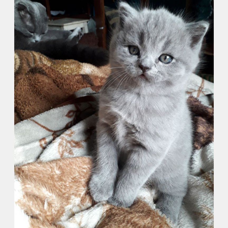 Шотландские вислоухие котята