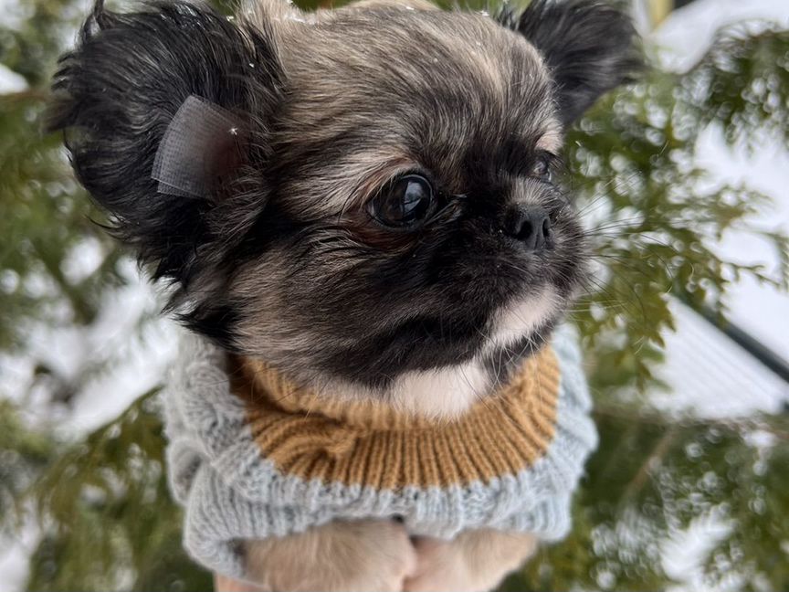 Щенки чихуахуа