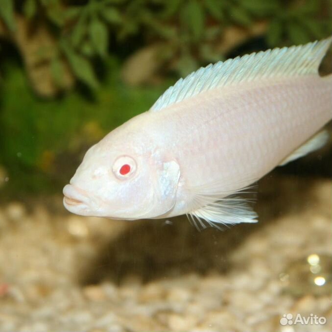 Псевдотрофеус Снежный Принц (арт 3099)