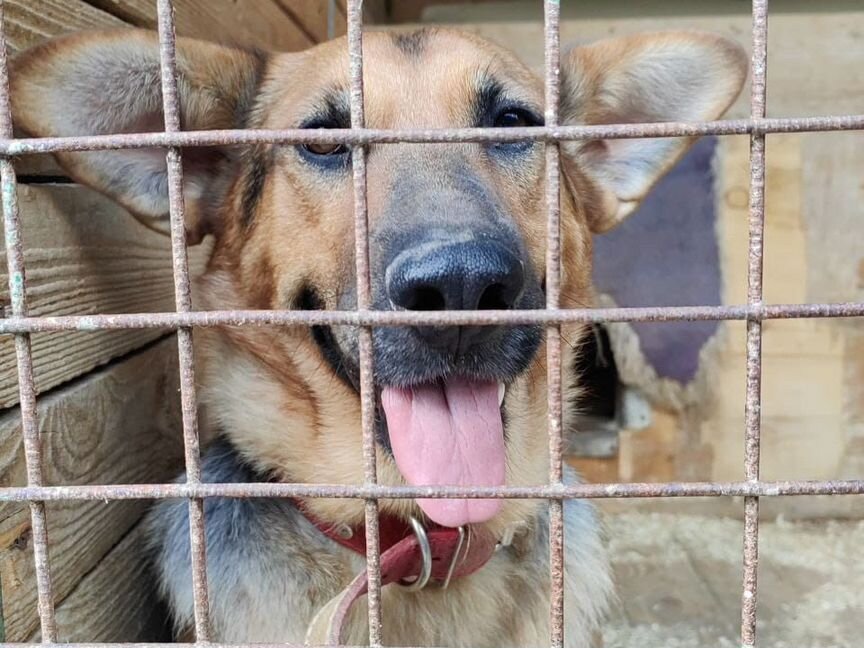 Идеальная собака-друг Забава местает обрести семью