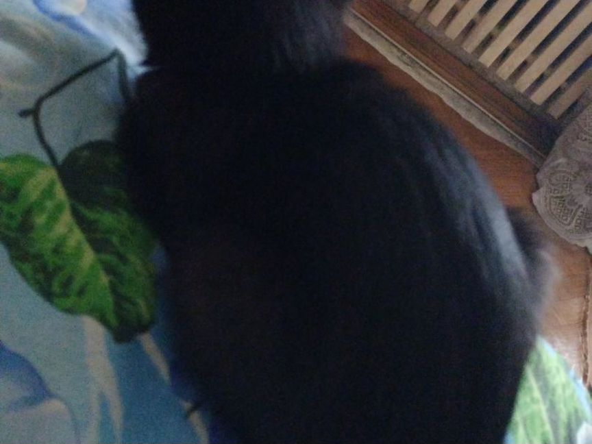 Кошка 4 месяцев