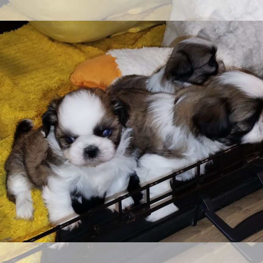 Ши-тцу, щенок