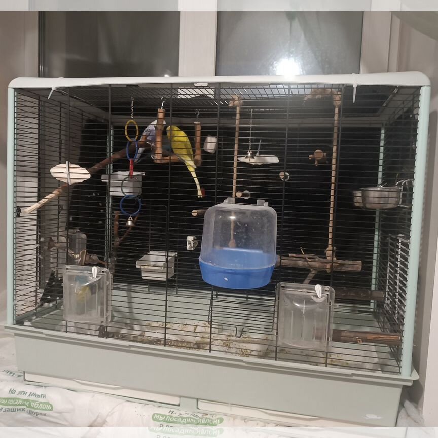 Продам 3х волнистых попугаев