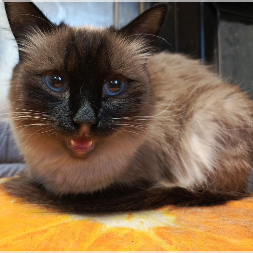 Сиамская, взрослая кошка