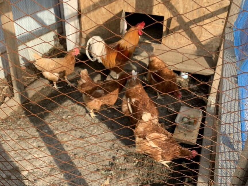 Курицы несушки молодки