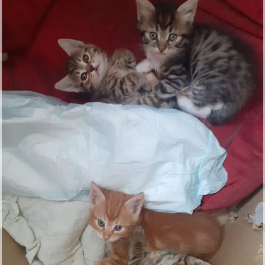 Котята в добрые руки бесплатно