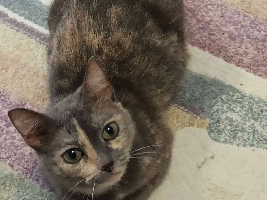 Кошка