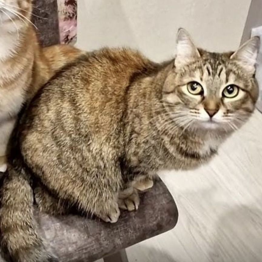 Кошка в добрые руки