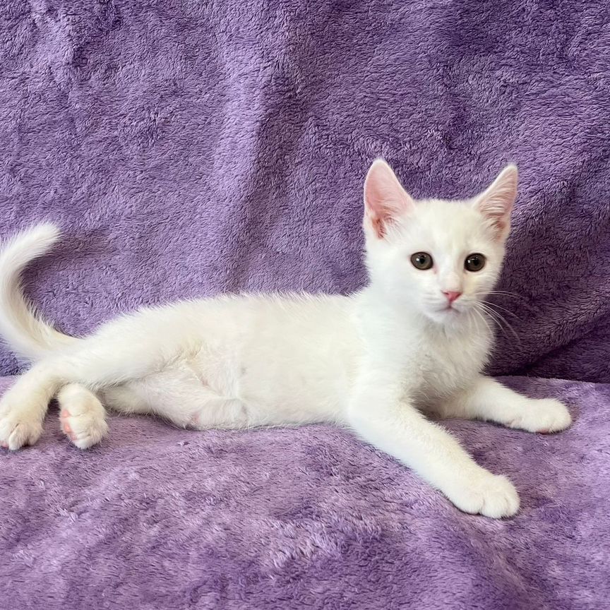 Котенок мальчик