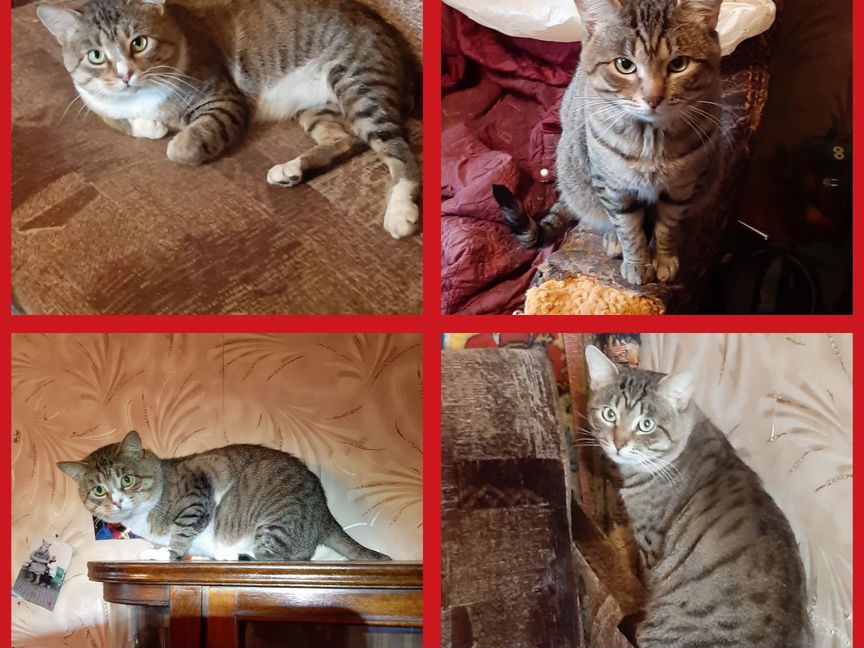 Котики в беде